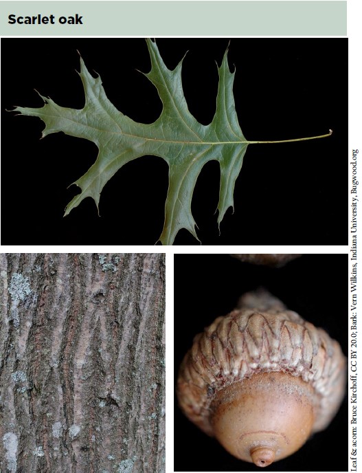 Identifying the oaks of Michigan - Gardening in Michigan