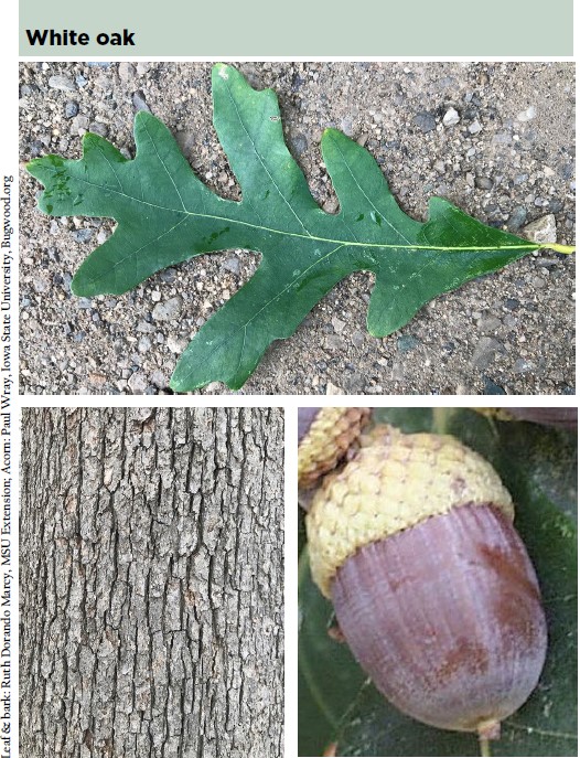 Identifying the oaks of Michigan - Gardening in Michigan