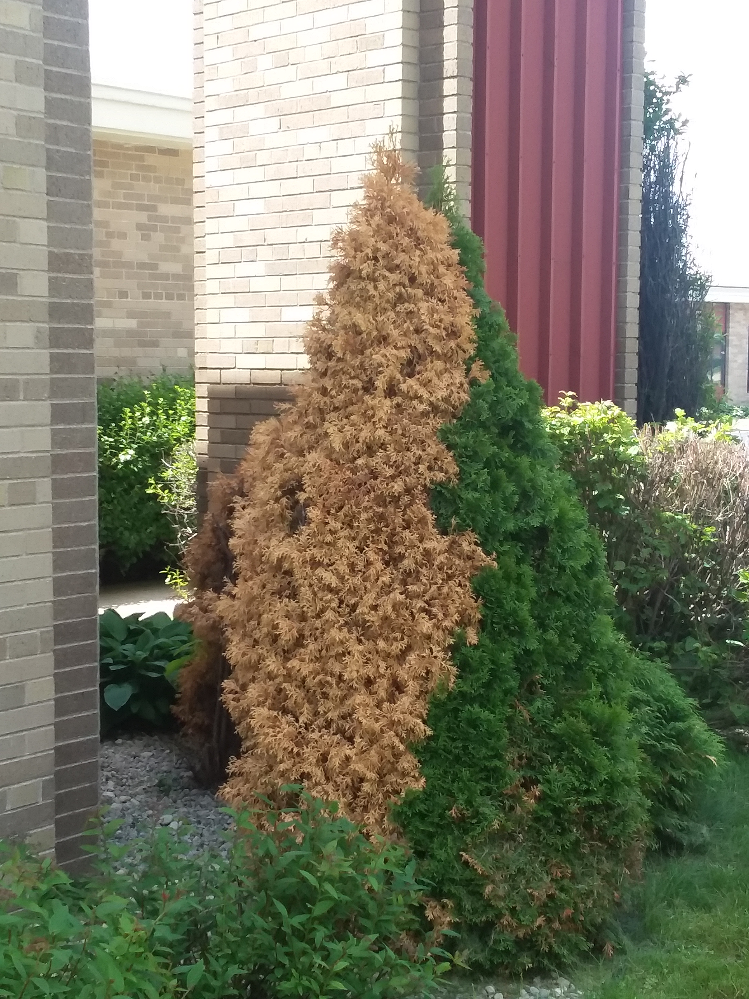 Extreme springtime conditions cause stress to many conifer shrubs in ...