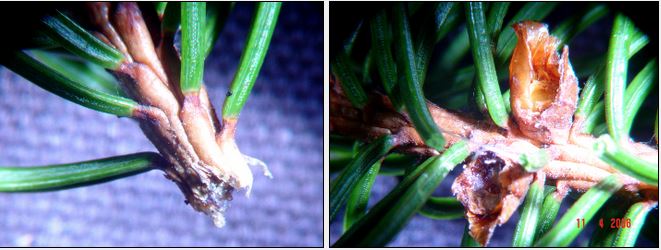 Red squirrel injury to spruce trees in winter - Gardening in Michigan