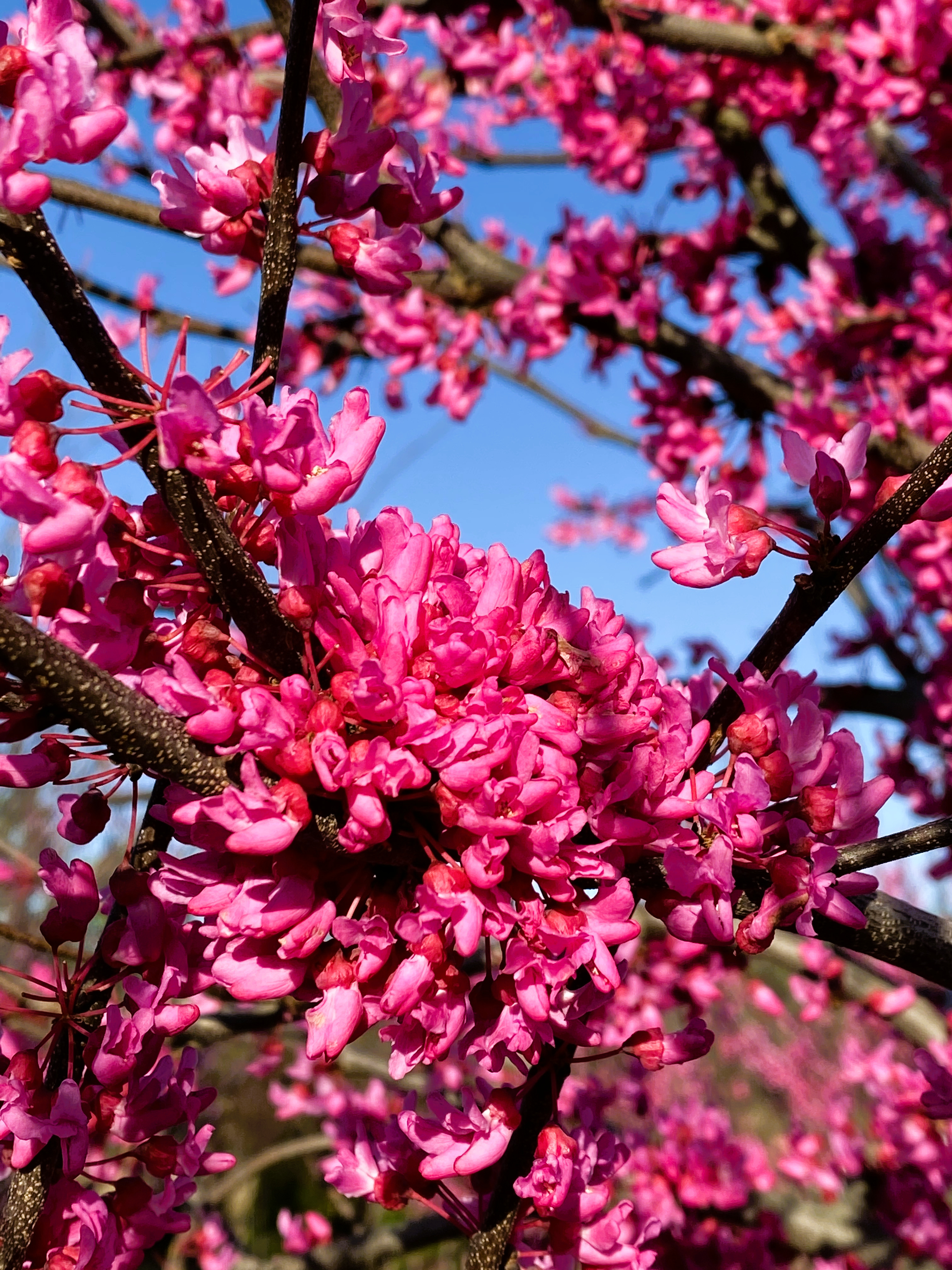 Eastern Redbud: An All-American Star - Department of Horticulture