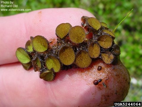 Pretty but problematic: Aquatic plants to avoid - Michigan Sea Grant