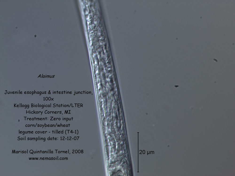 Alaimus - Applied Nematology, Ecology and Acoustical Signatures