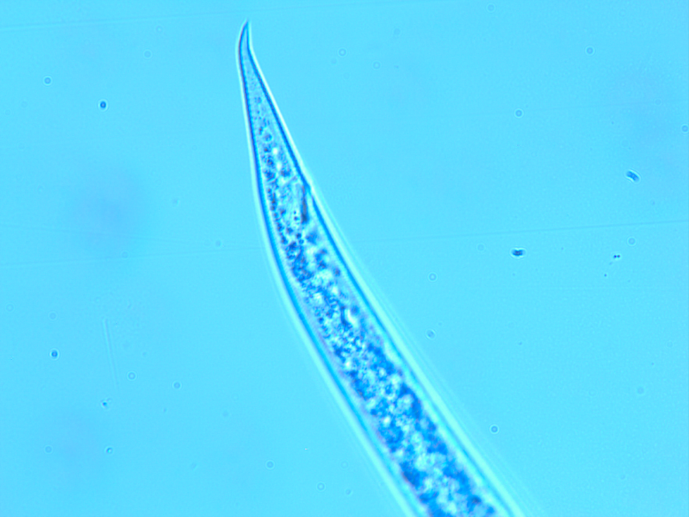 Cephalobidae - Applied Nematology, Ecology and Acoustical Signatures