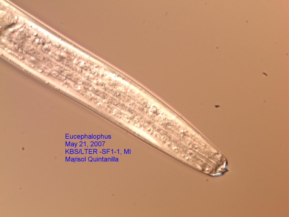 Cephalobidae - Applied Nematology, Ecology and Acoustical Signatures