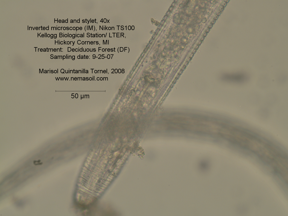 Hemicycliophora - Applied Nematology, Ecology and Acoustical Signatures