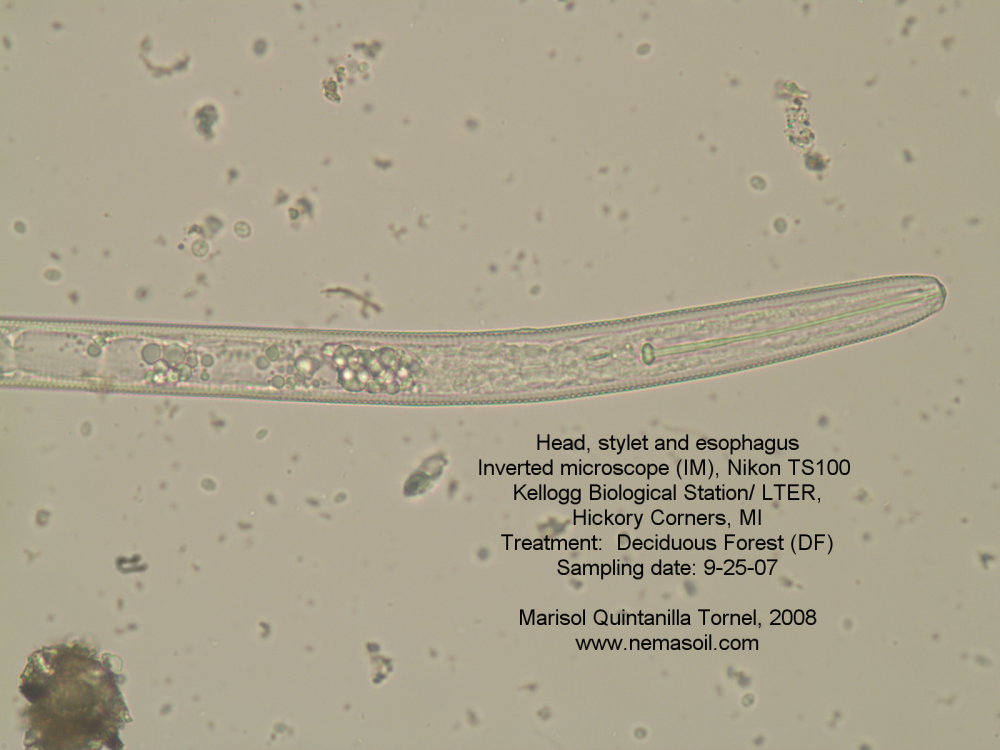 Hemicycliophora - Applied Nematology, Ecology and Acoustical Signatures