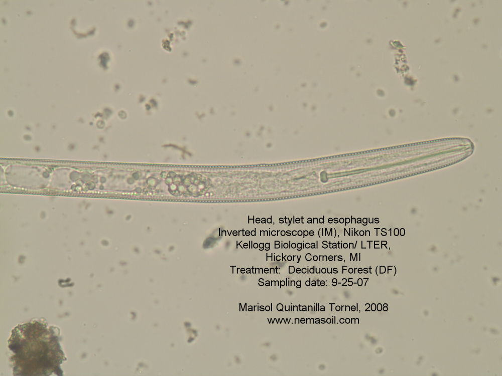 Hemicycliophora - Applied Nematology, Ecology and Acoustical Signatures