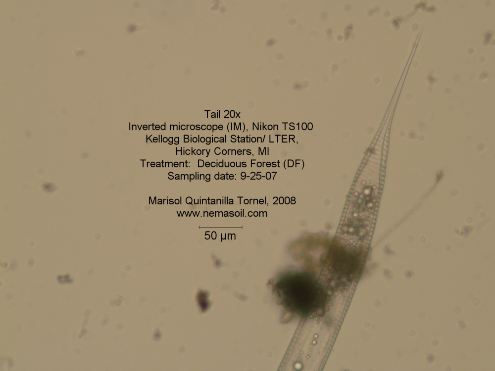 Hemicycliophora - Applied Nematology, Ecology and Acoustical Signatures