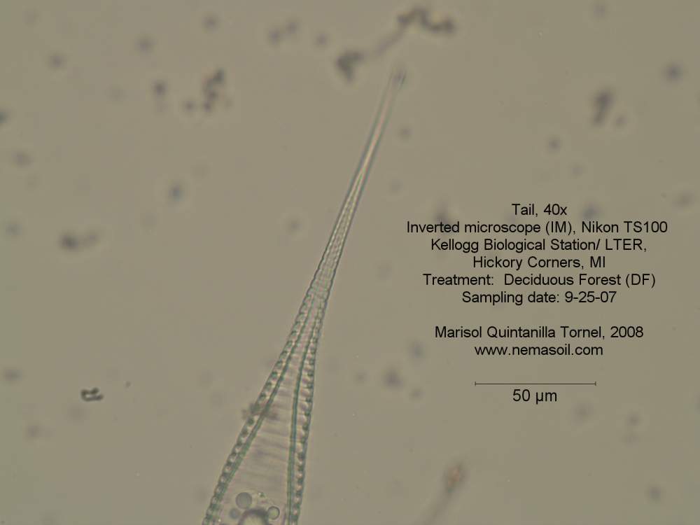 Hemicycliophora - Applied Nematology, Ecology and Acoustical Signatures