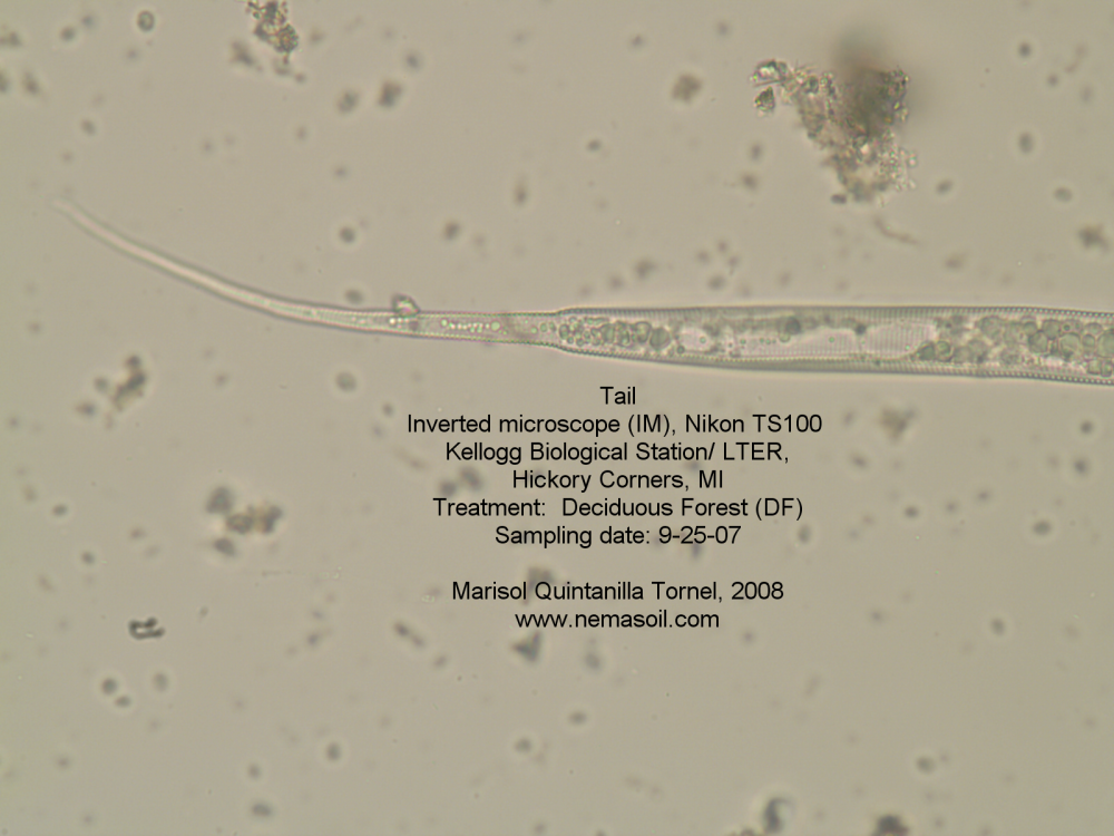 Hemicycliophora - Applied Nematology, Ecology and Acoustical Signatures