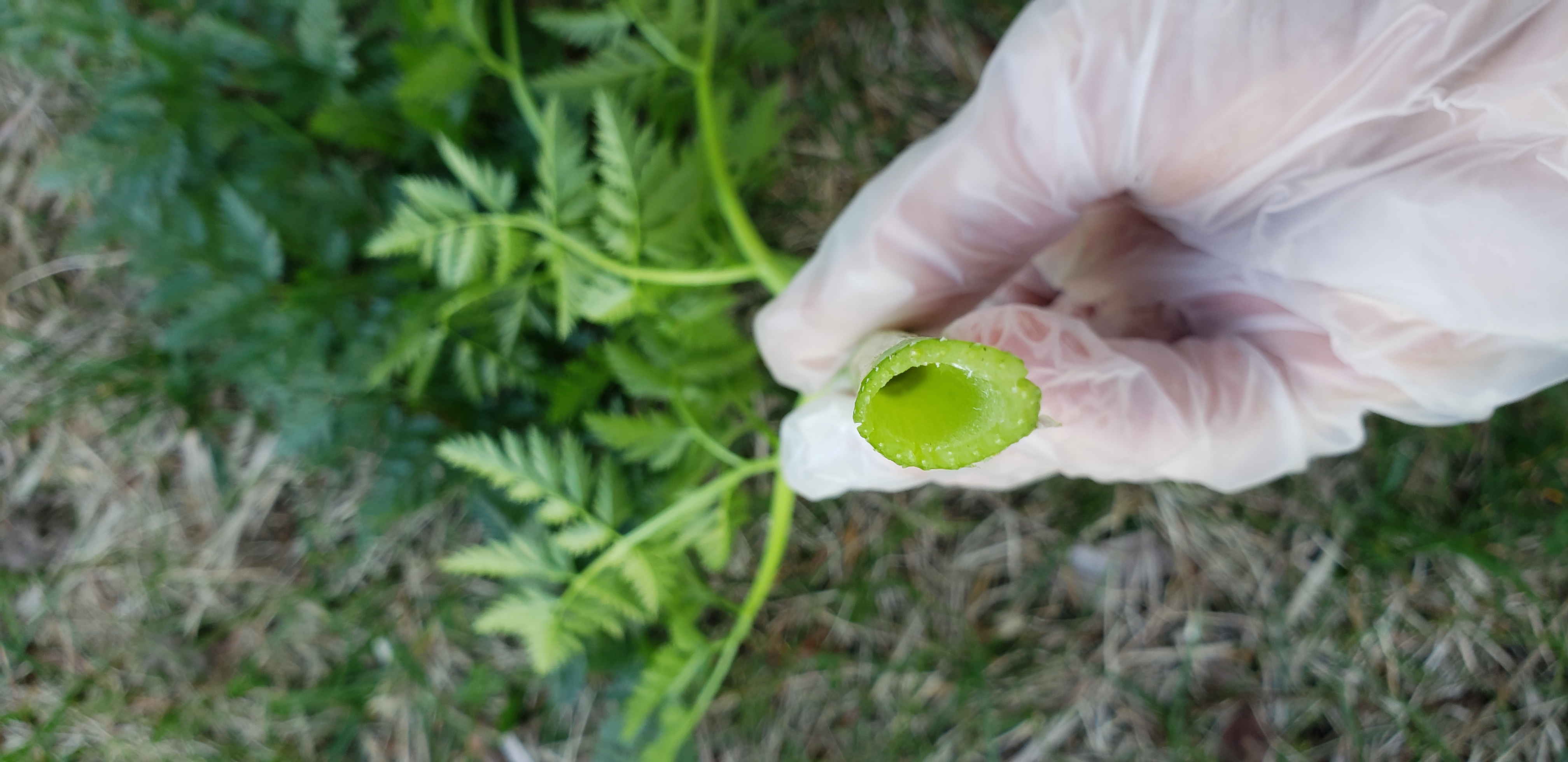 Poison hemlock- Conium maculatum - Plant & Pest Diagnostics