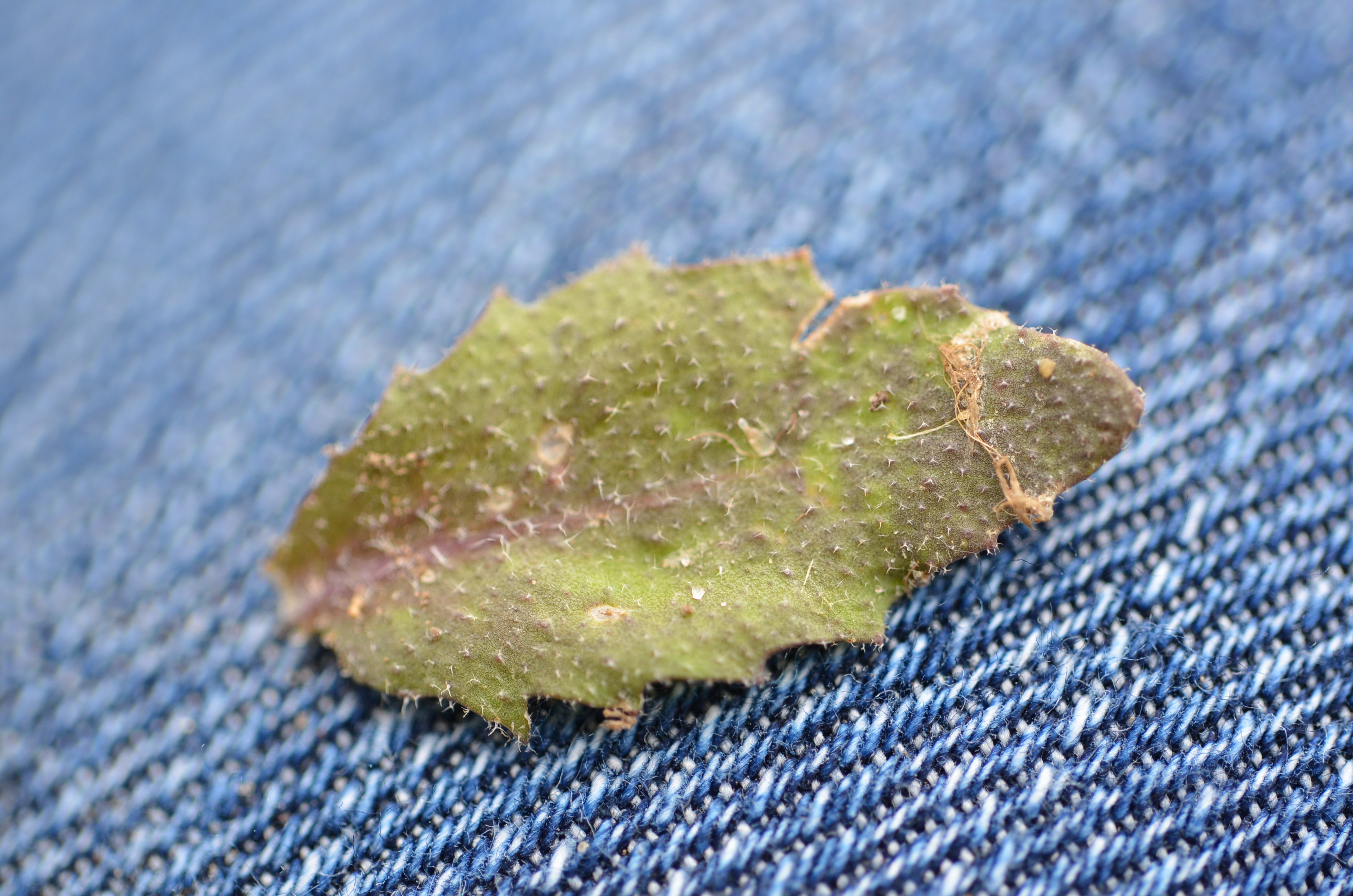 Whitlow grass - Draba verna L. - Plant & Pest Diagnostics