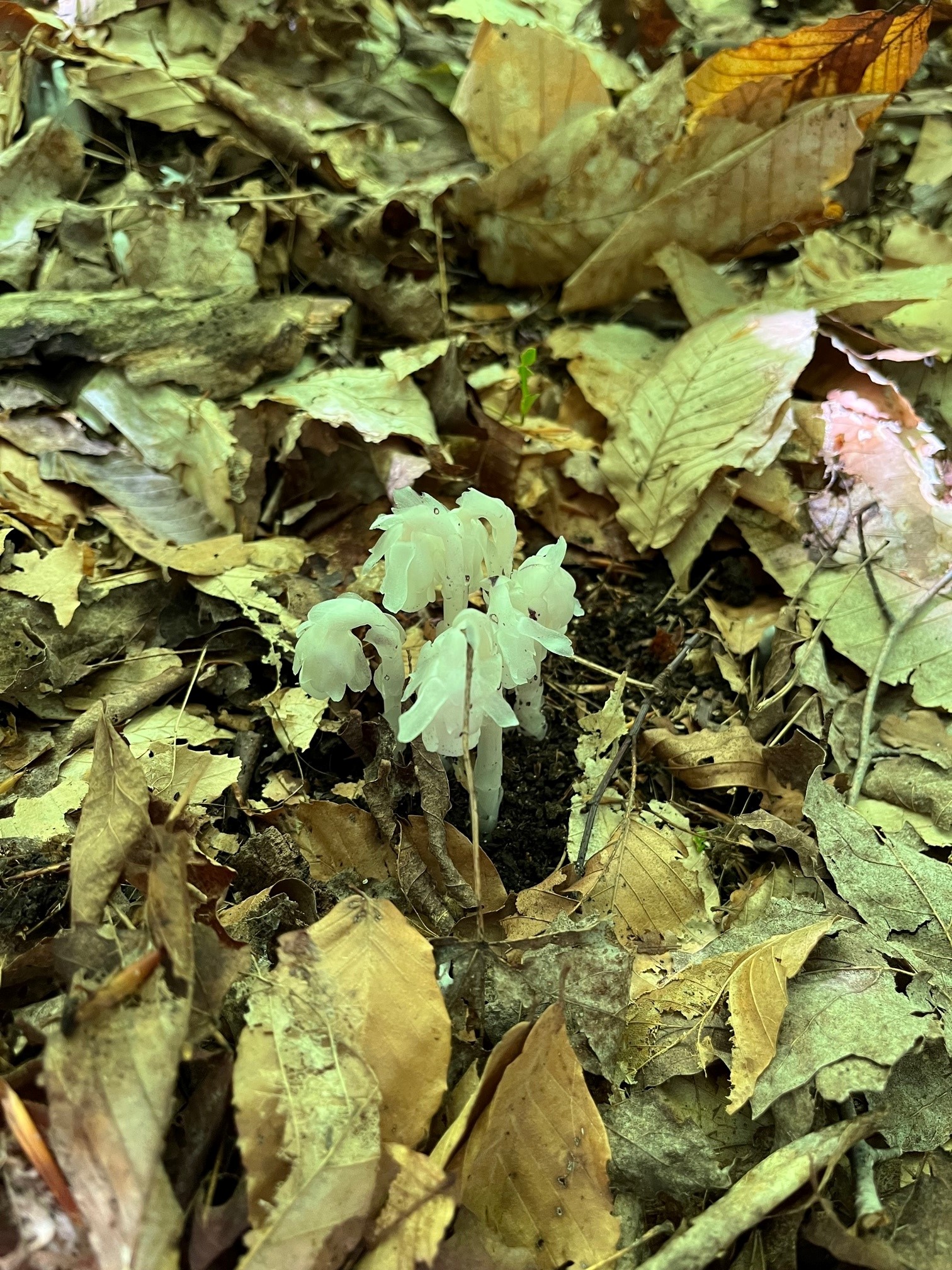 Indian Pipes, Ghost Plant - Monotropa uniflora - Plant & Pest Diagnostics
