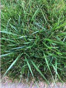 Tall fescue - Lolium arundinacea - Plant & Pest Diagnostics