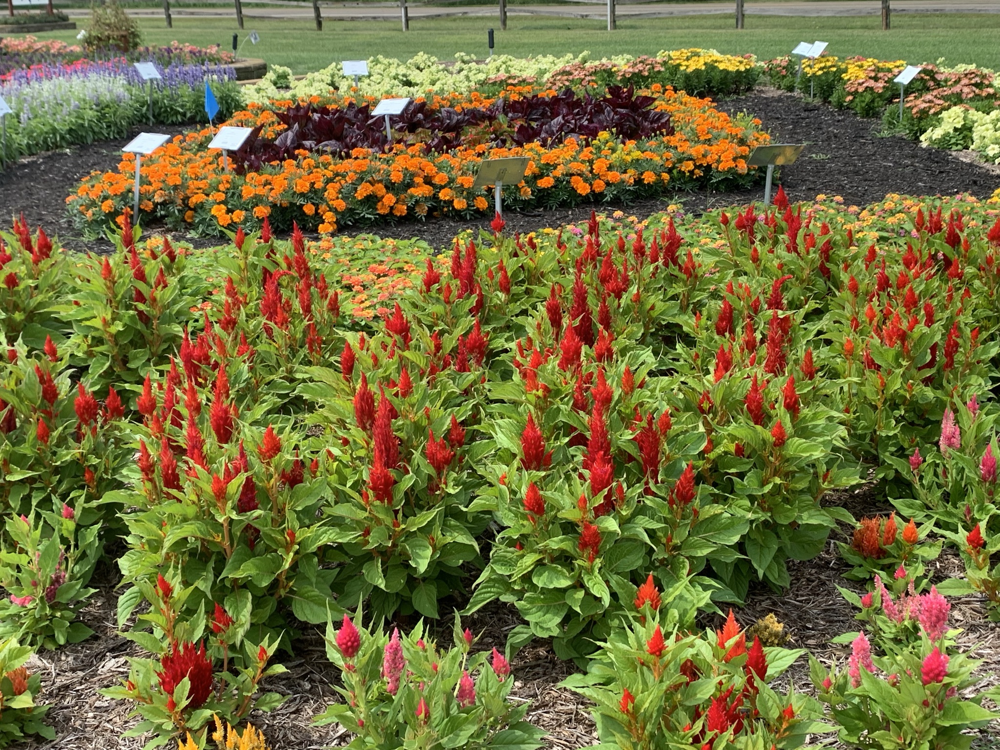 Raker-Roberta’s Young Plants - Michigan Garden Plant Tour