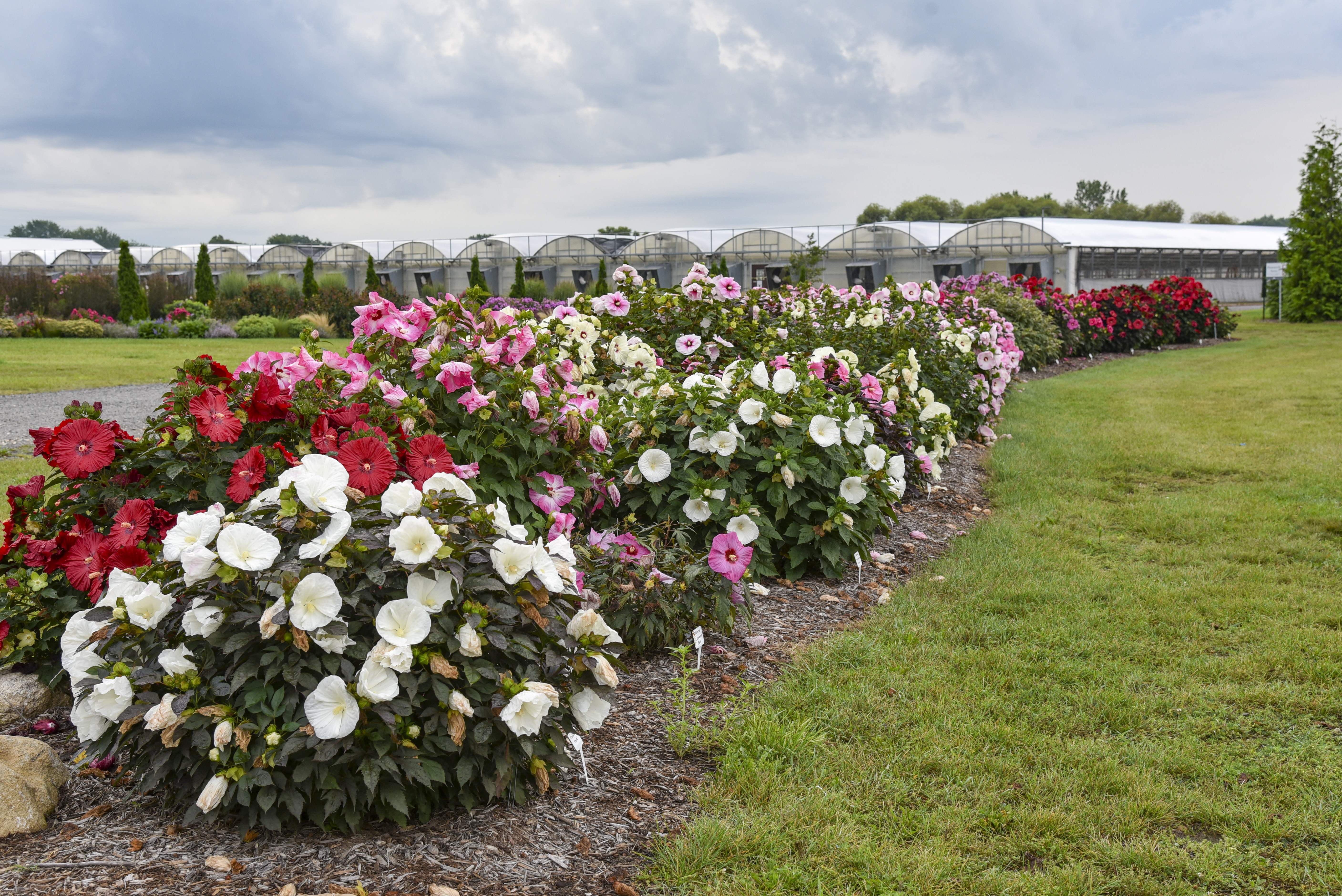 Walters Gardens - Michigan Garden Plant Tour