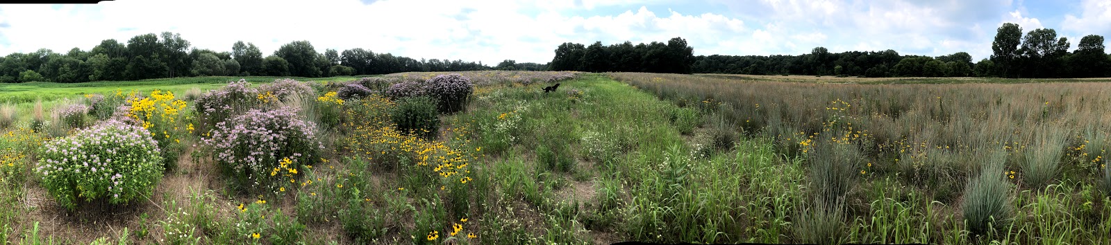 A refuge for pollinators: A case study of establishing large-scale ...