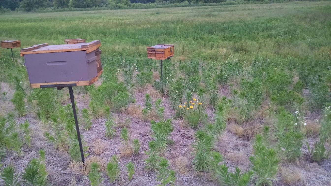 A refuge for pollinators: A case study of establishing large-scale ...
