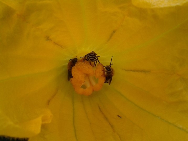 Vegetable Pollinator Stewardship Guide - Pollinators & Pollination