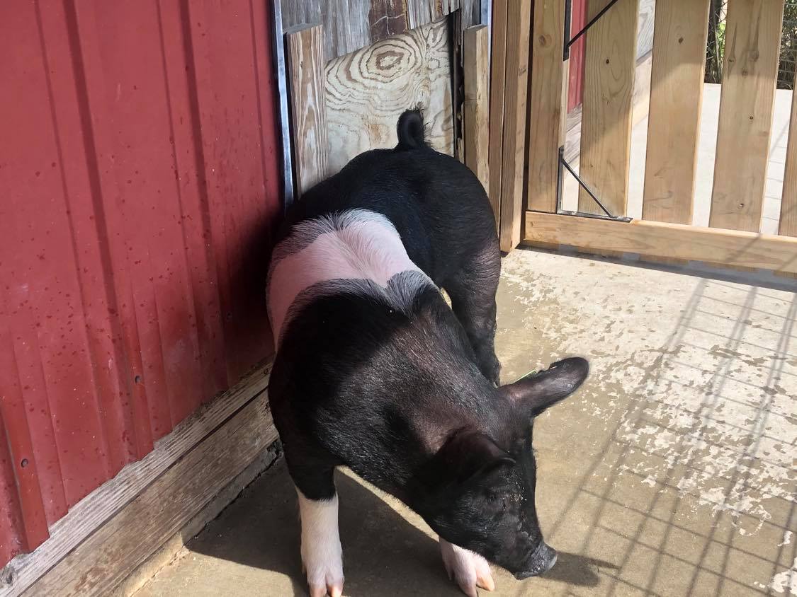 Controlling and Eliminating Mange Mite Infections in Pigs - Pork