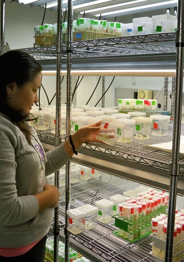 Locations and Facilities - MSU Potato Breeding and Genetics Program