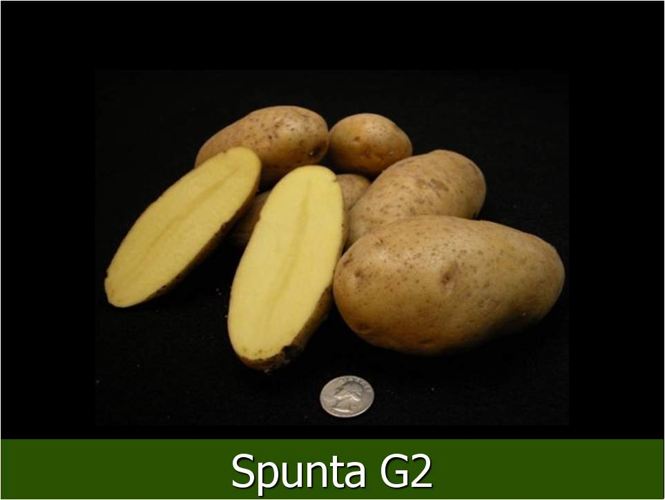 Potato Varieties - MSU Potato Breeding and Genetics Program