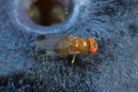 MSU researchers seeking solutions for spotted wing drosophila ...