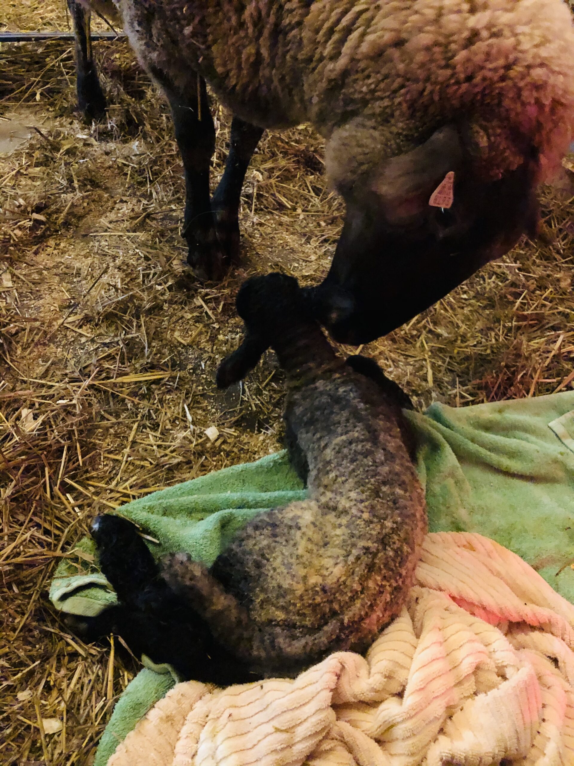 Lambing Season Comes to a Close for 2021 - Tollgate Farm and Education ...