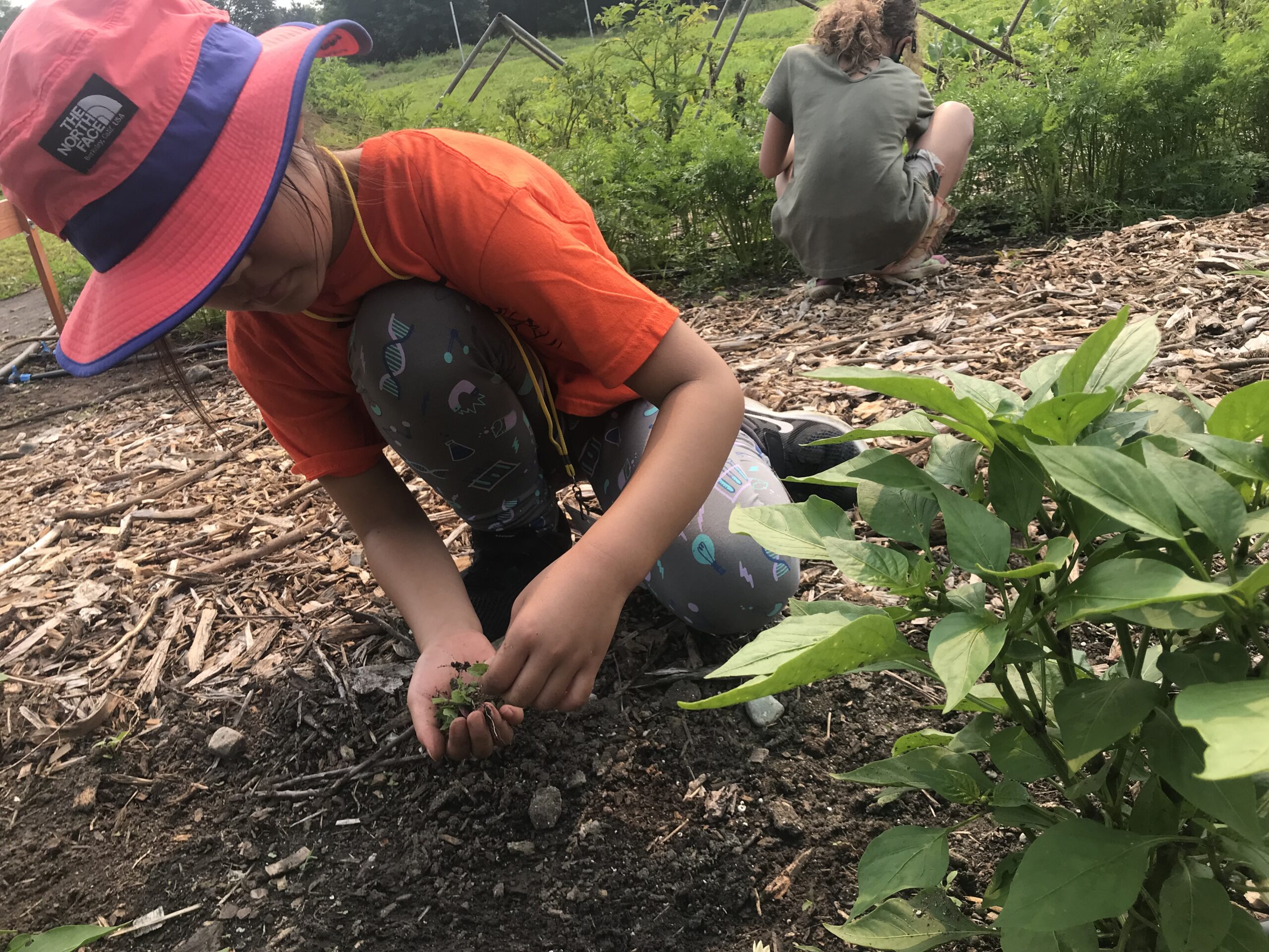 Summer Camp 2021: Earth Explorers Camp Monday-Tuesday - Tollgate Farm ...