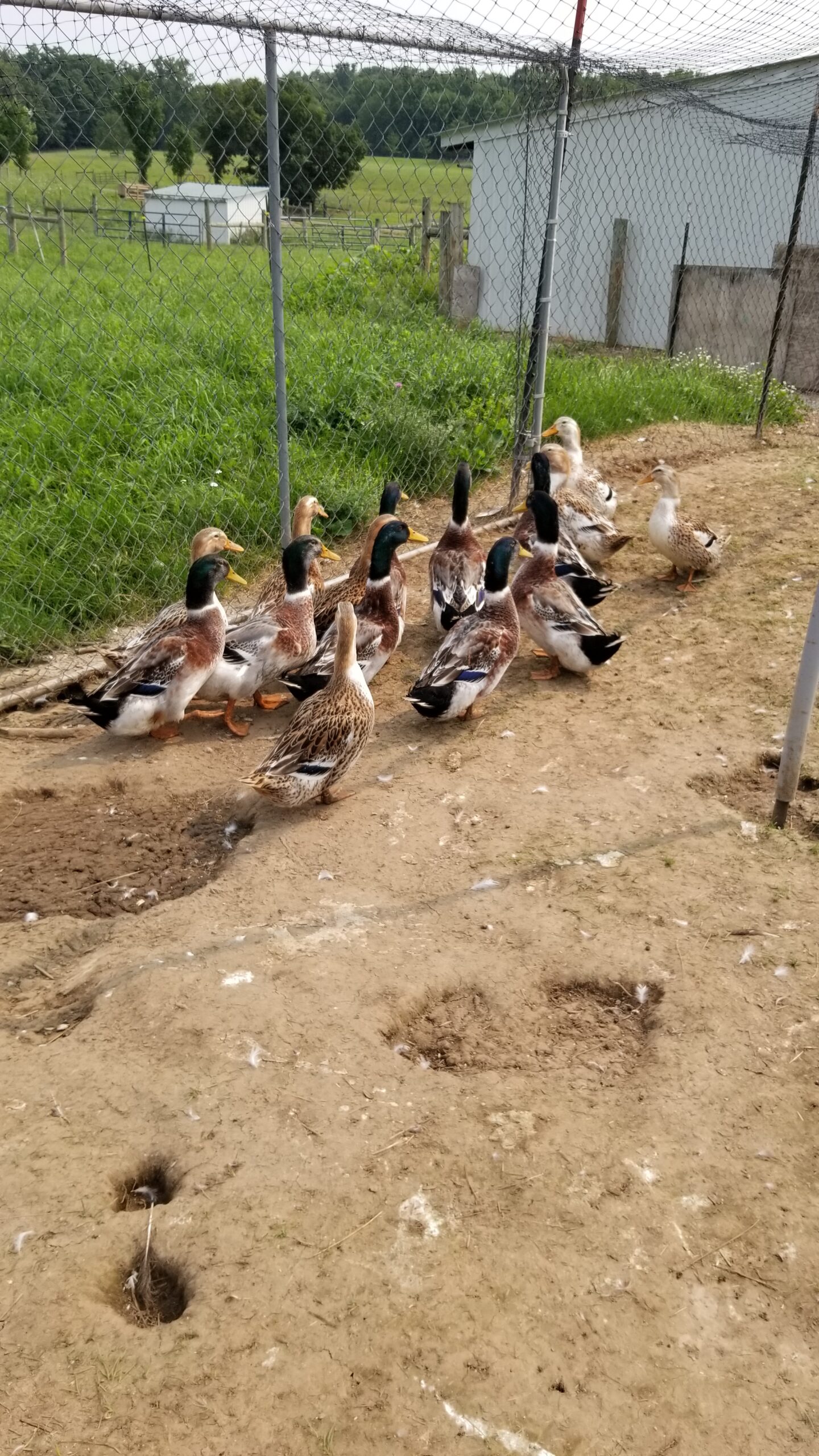 Summer Camp 2021: Earth Explorers Camp Monday-Tuesday - Tollgate Farm ...