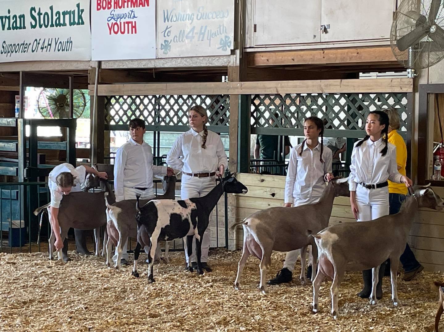 MSU Tollgate Farm 4-H Club has Record Year at Oakland County Fair ...