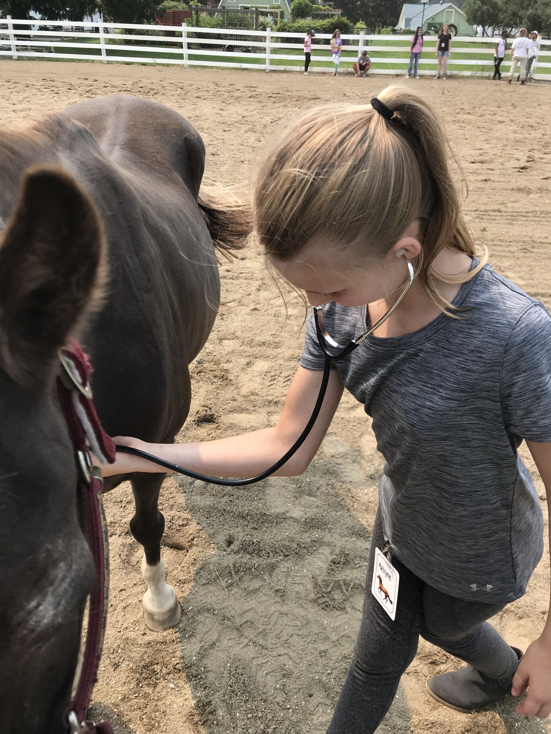 Horse Camp 1: Equine Science - Tollgate Farm and Education Center