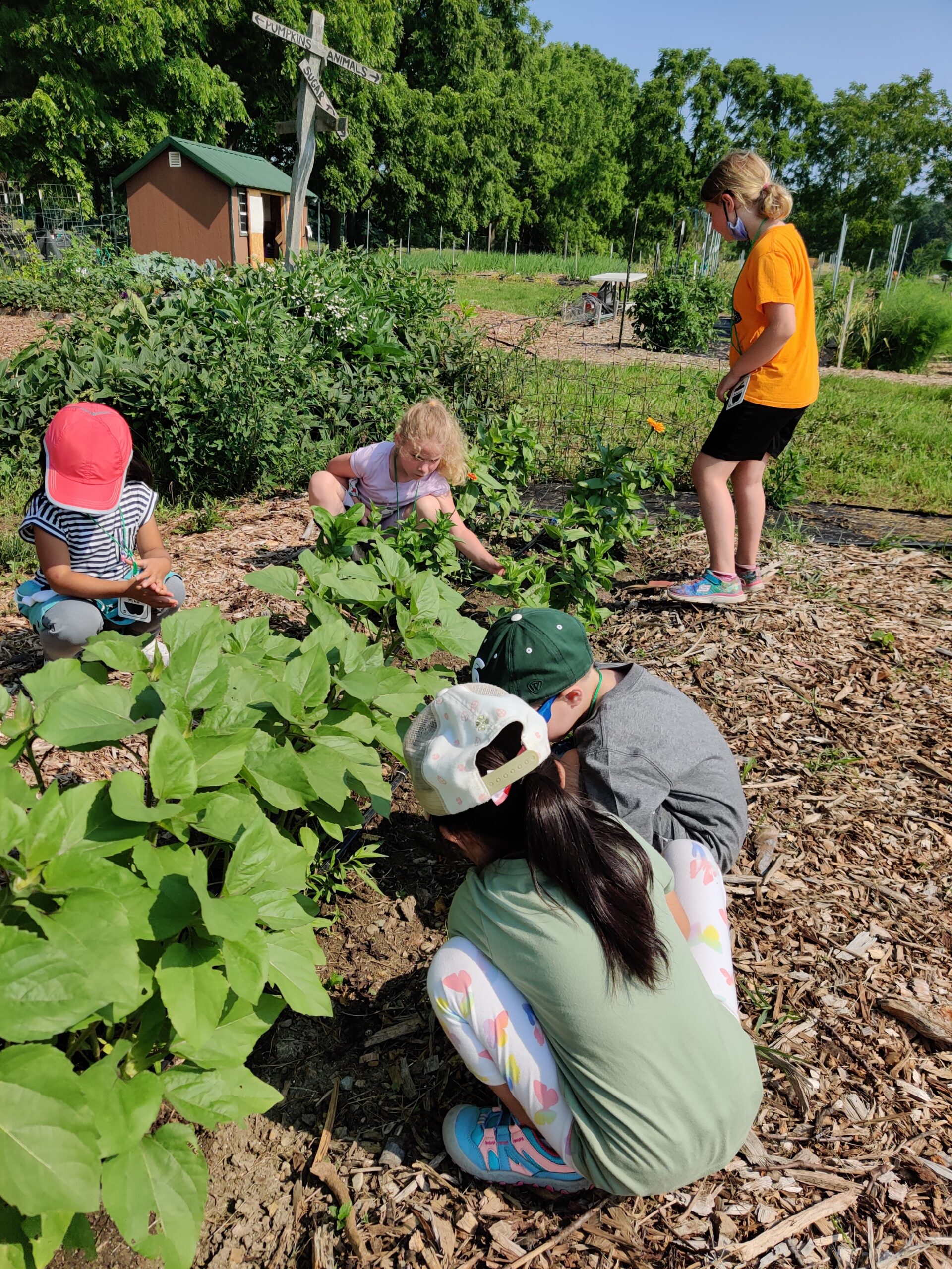 Green Science Adventure Camp Mon-Wed - Tollgate Farm and Education Center