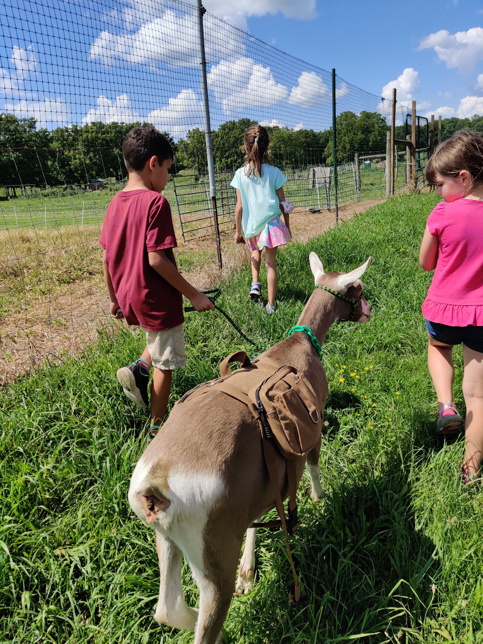 Animal Camp 2021: Monday-Wednesday - Tollgate Farm and Education Center
