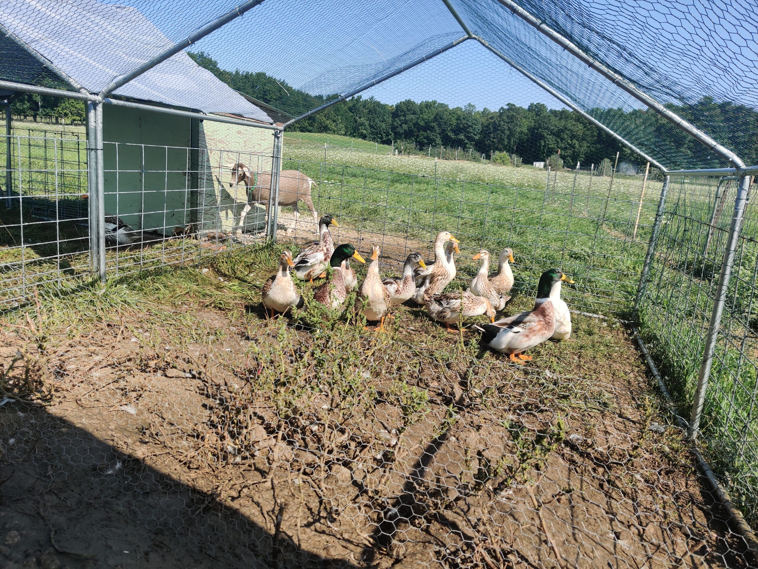 Splish Splash Water Camp 2021: - Tollgate Farm and Education Center