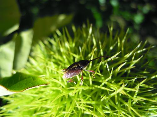 Potential & Emerging Pests - Chestnuts