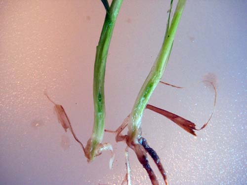 Wheat continues to develop - Field Crops