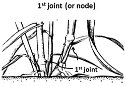 Wheat growth and development reaching first joint stage - MSU Extension