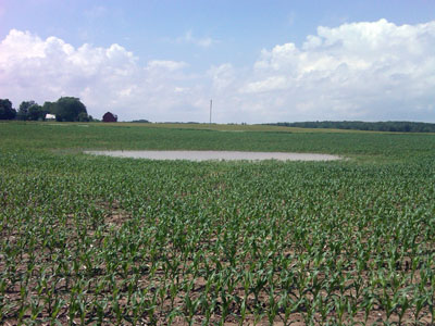Regional reports on Michigan field crops – June 23, 2011 - MSU Extension