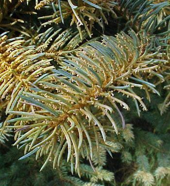 Identifying spruce needle rust - MSU Extension