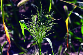 Scouting for weeds: Fall panicum - MSU Extension