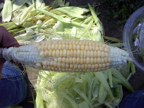 Regional reports on Michigan field crops – August 25, 2011 - MSU Extension