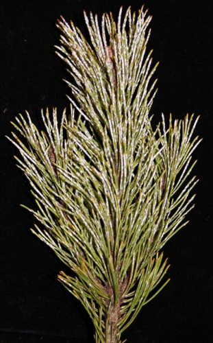 Pine needle scale crawlers will be emerging soon - MSU Extension