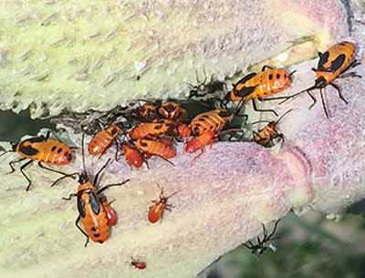 Add common milkweed to your garden and make homeless insects happy ...