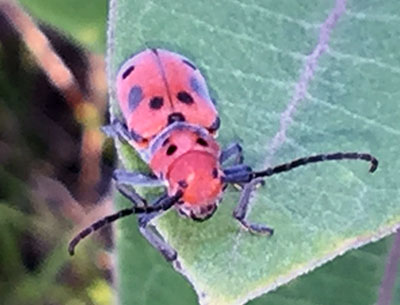 Add common milkweed to your garden and make homeless insects happy ...