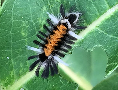 Add common milkweed to your garden and make homeless insects happy ...