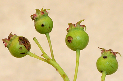Northwest Michigan grape and saskatoon regional report – June 2, 2015 ...