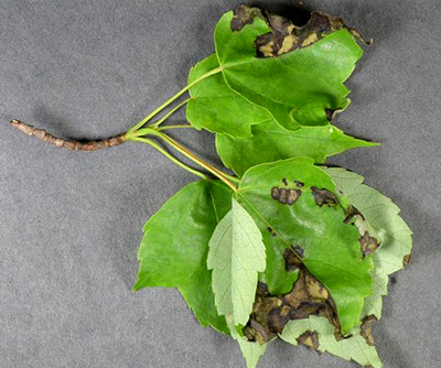 Maple leaf blister and anthracnose: Two foliar diseases that can appear ...