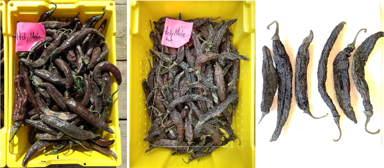 Chile pepper production trial in Michigan - Vegetables